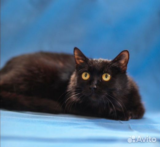 Кошка котёнок Чёрная пантера