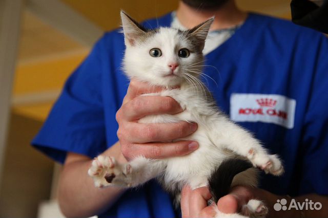 Котенок