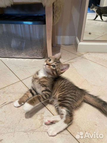 Котёнок