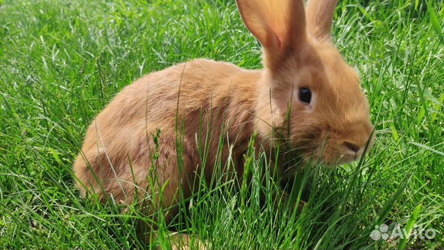 Бургундские кролики