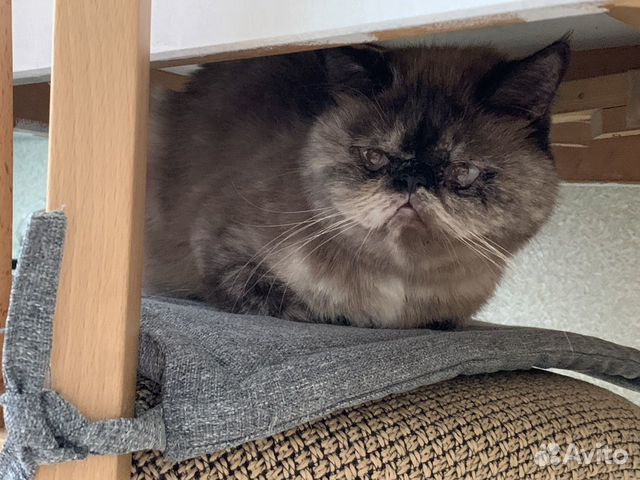 Кошка