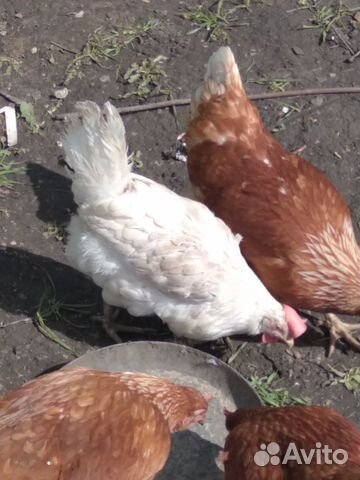 Куры несушки