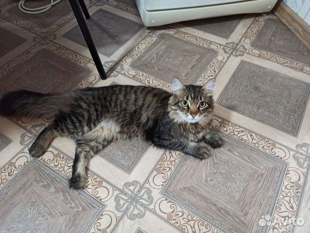Кошка в дар бесплатно