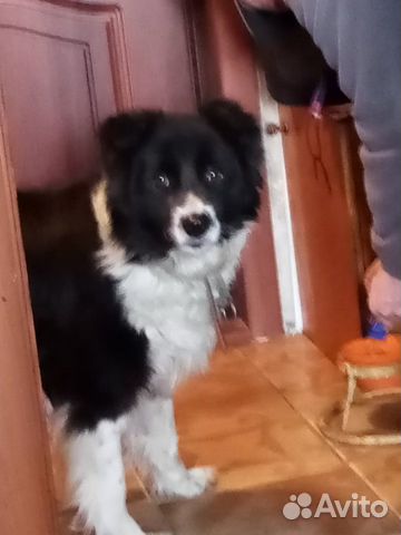 Бордер- колли в добрые руки