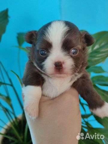 Чихуахуа девочка длиношерстная