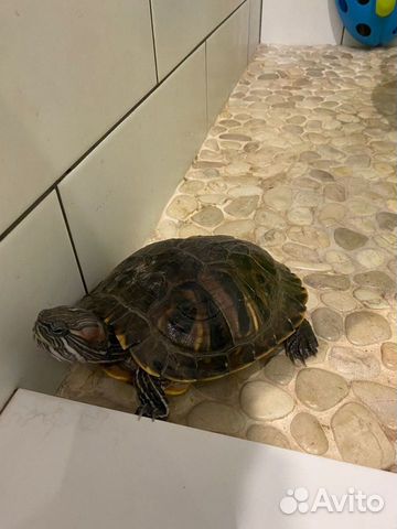 Отдаю водную черепаху