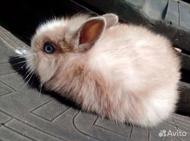 Декоративные карликовые кролики