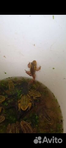 Лягушки из пруда живые