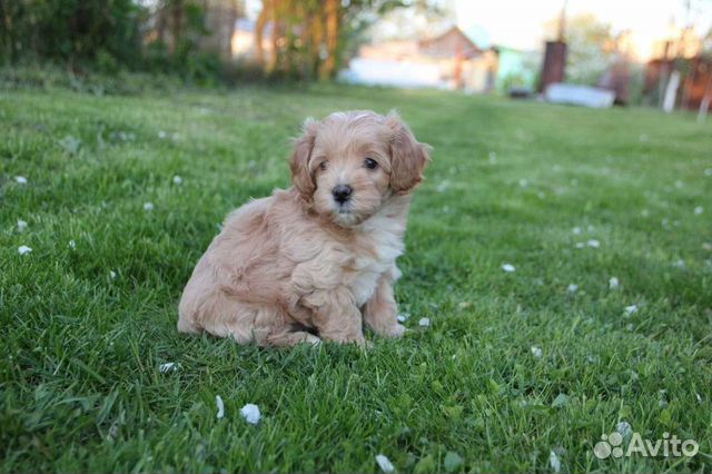 Мальтипу Ф1 мини