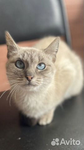 Кошка в дар