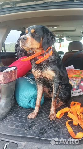 Бретонский Эпаньоль (Подрощенный щенок)