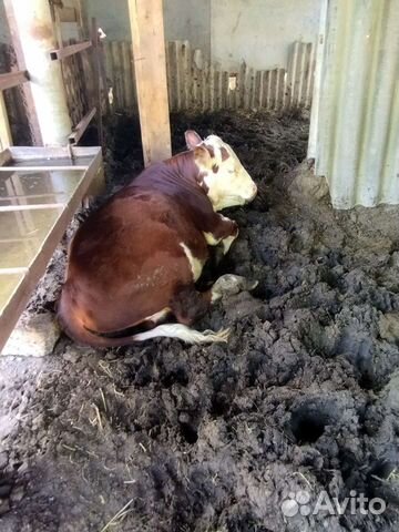 Быки герефорд