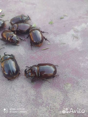 Жук носорог