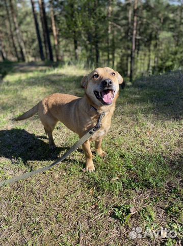 Собака ищет дом