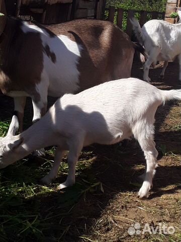 Продаются козочки