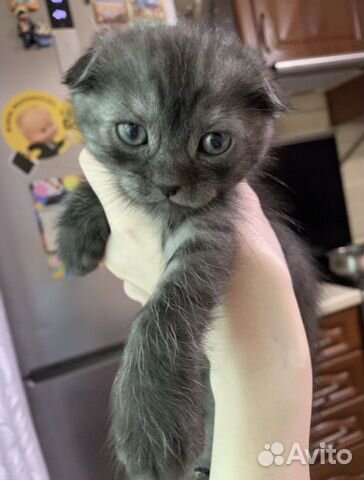 Шотландская вислоухая кошка