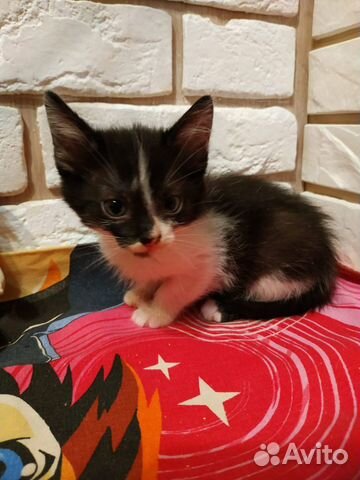 Котенок мальчик