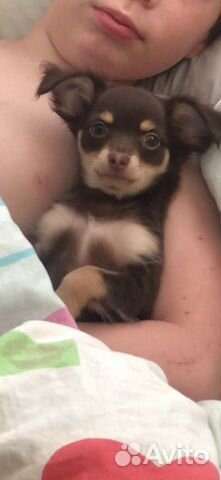 Щенок той-терьер длинношерстный