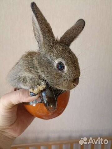 Декоративные кролики