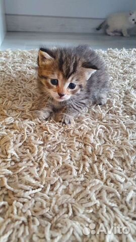 Котята,полосатые, сиамские бесплатно