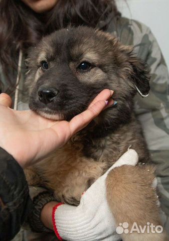 Крупная и ласковая девочка щенок