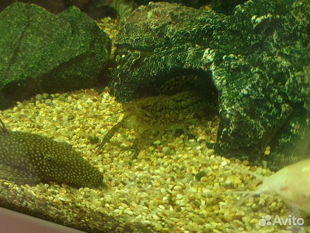 Мраморный рак