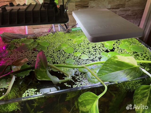 Лимнобиум аквариуное растение