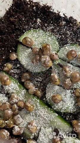 Улиточки ахатины