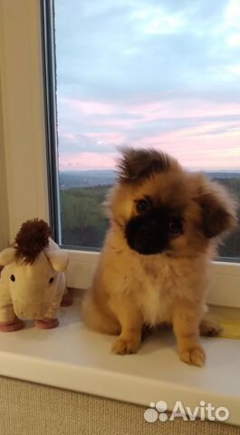 Декоративная собачка помесь Шпиц с Болонкой