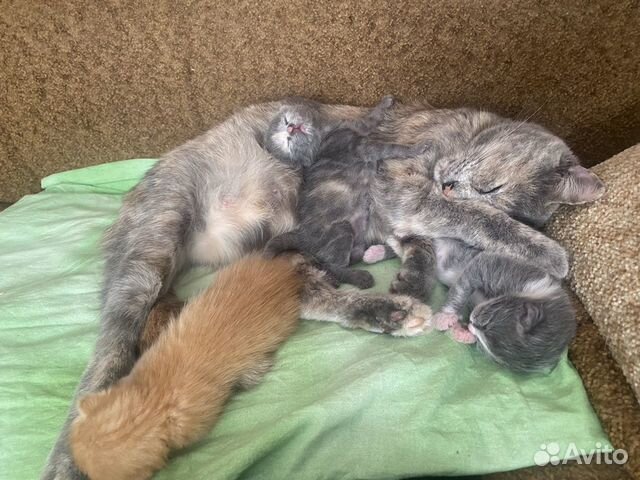 Отдам в хорошие руки котят кроме рыженького