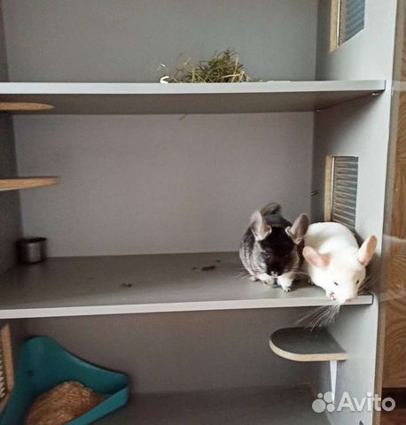 Пара шиншилл с клеткой