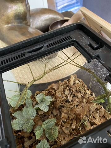 Жуки палочники