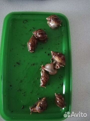 Улитятя Ахатины