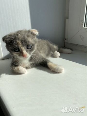 Трёхцветная вислоухая кошечка