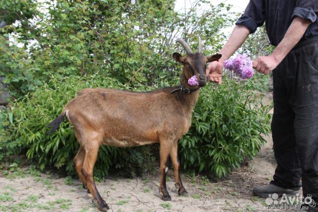 Козлята племенные Альпийские и Альпийско-нубийские