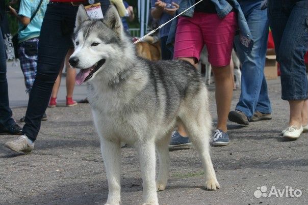 Вязка, сибирский хаски