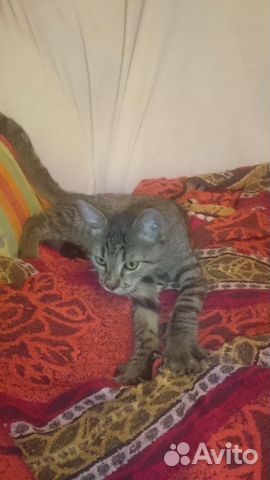 Отличный парень Яша