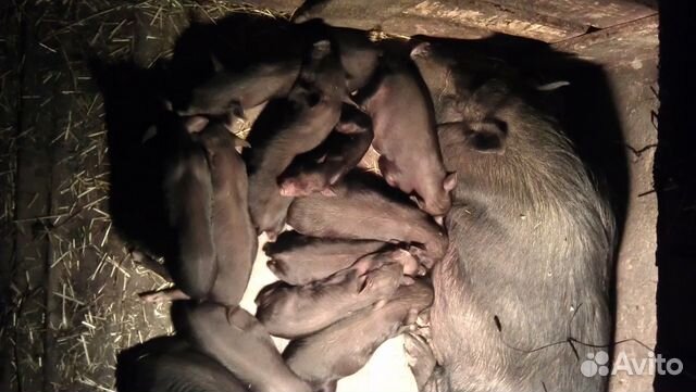 Свинки и хрячки вьетнамской вислобрюхой свиньи