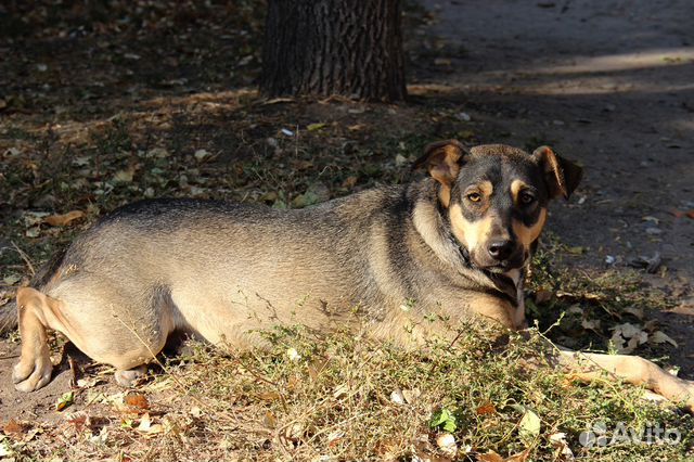 Чаровница в ваш дом