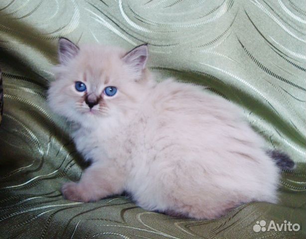 Невское маскарадное чудо