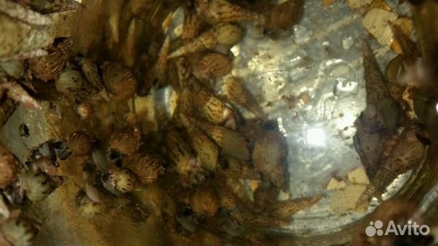 Улитки обменяю на живородящих рыб или растения