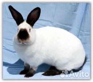 Строкачи самцы и самки годовалые