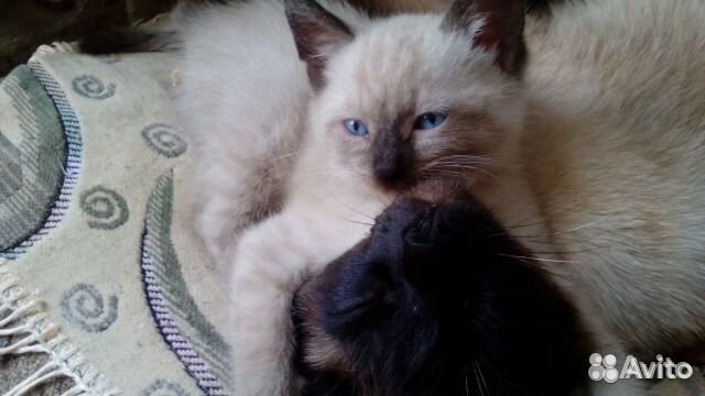 Сиамские котята ищут добрых хозяев