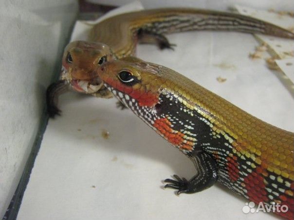 Огненный сцинк