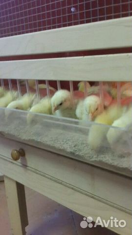 Цыплята бройлеры