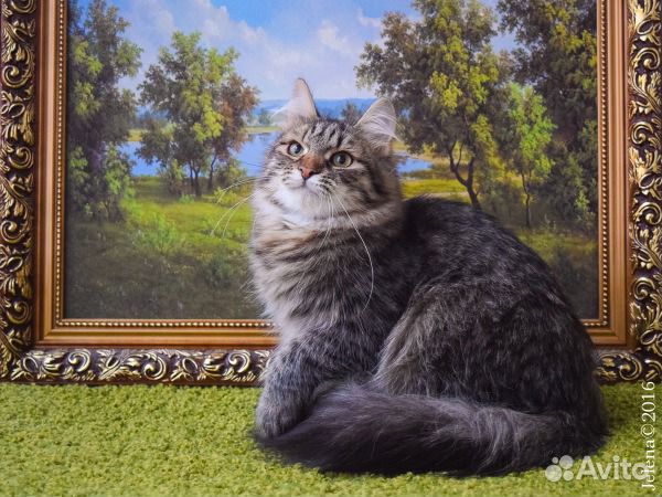 Сибирский камышовый котик