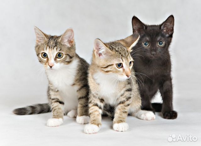 Самые чудесные котята в добрые ручки