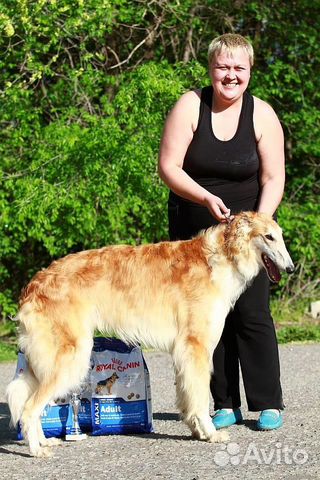 Кобель русской псовой борзой