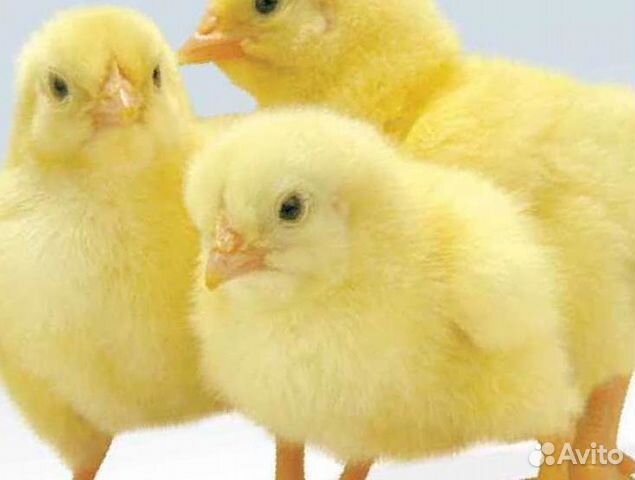 Суточный молодняк птицы оптом от производителя