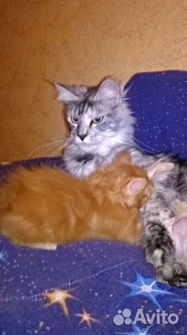 Остался последний котенок